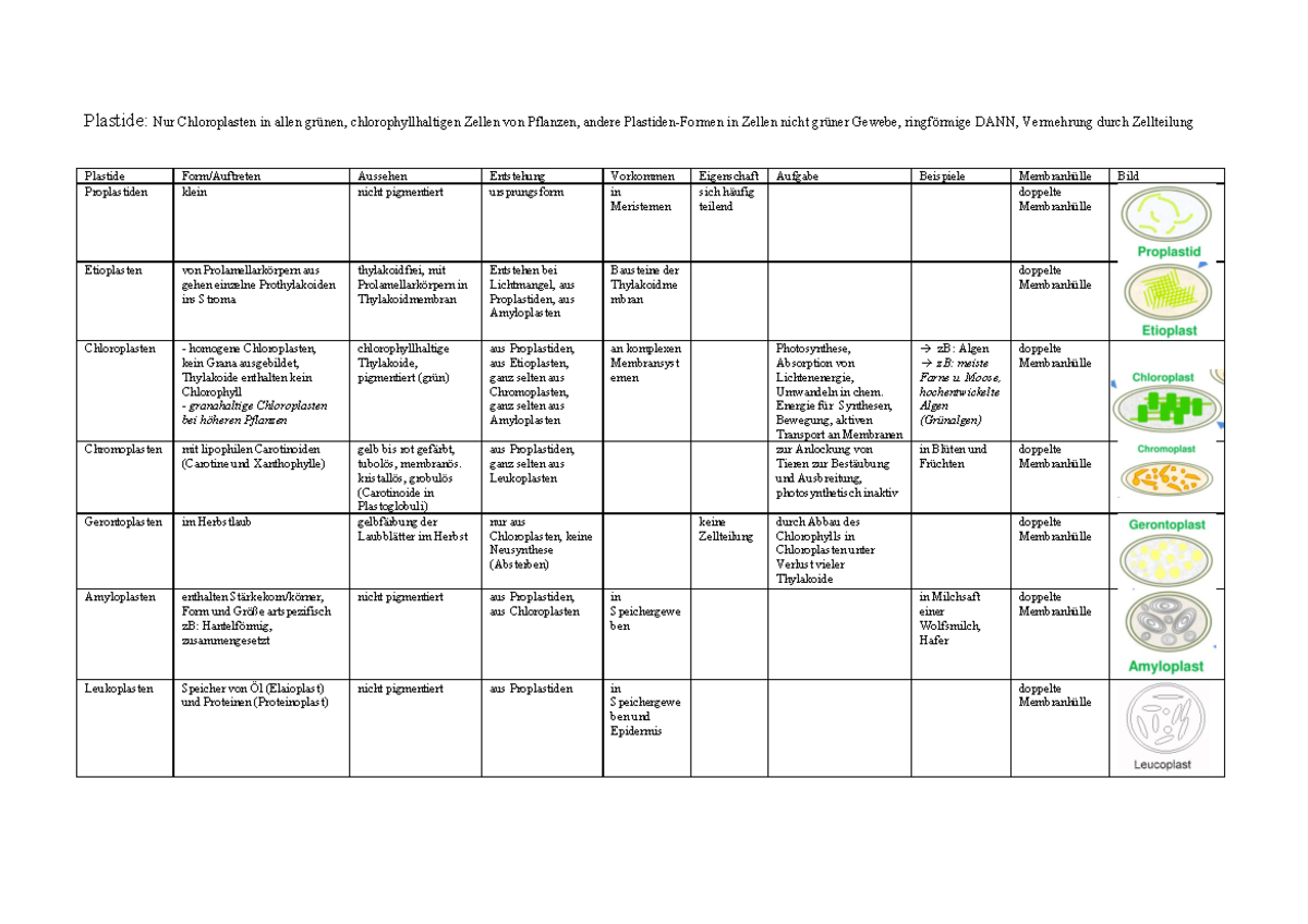Plastide - Plastidformen als Übersicht - Plastide: Nur Chloroplasten in ...