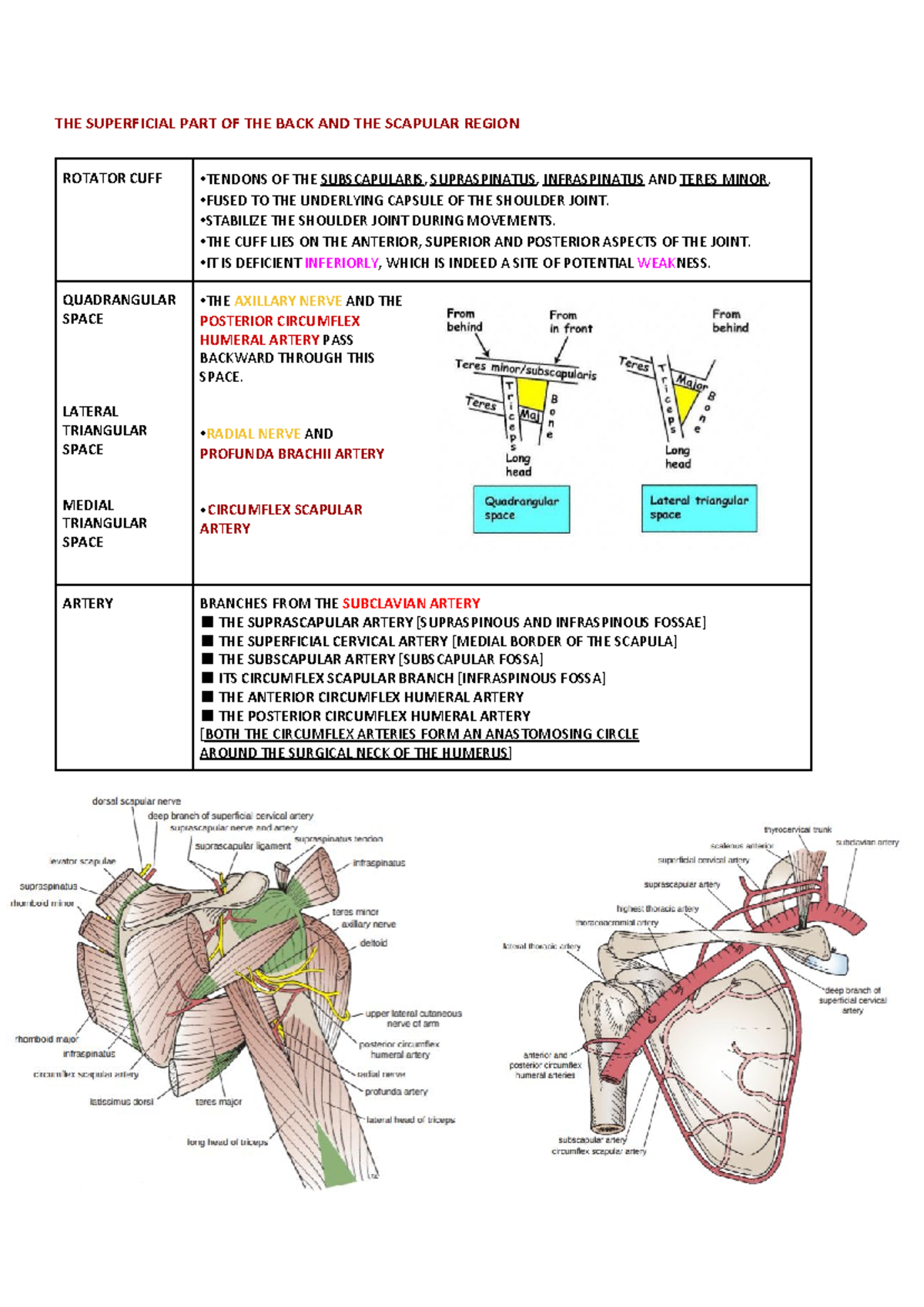 Upper LIMB - Integrated Anatomy Y2 - THE SUPERFICIAL PART OF THE BACK ...