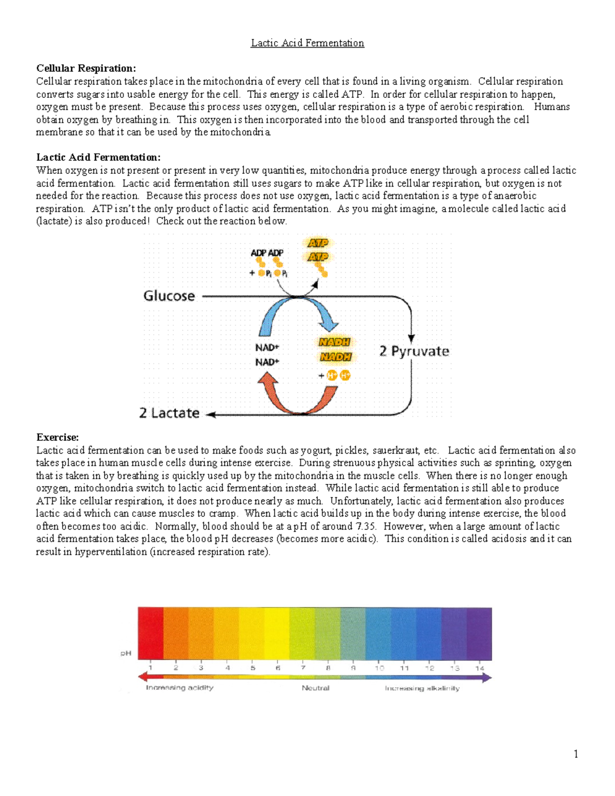 Case study Lactic acid fermentation - Lactic Acid Fermentation Cellular ...