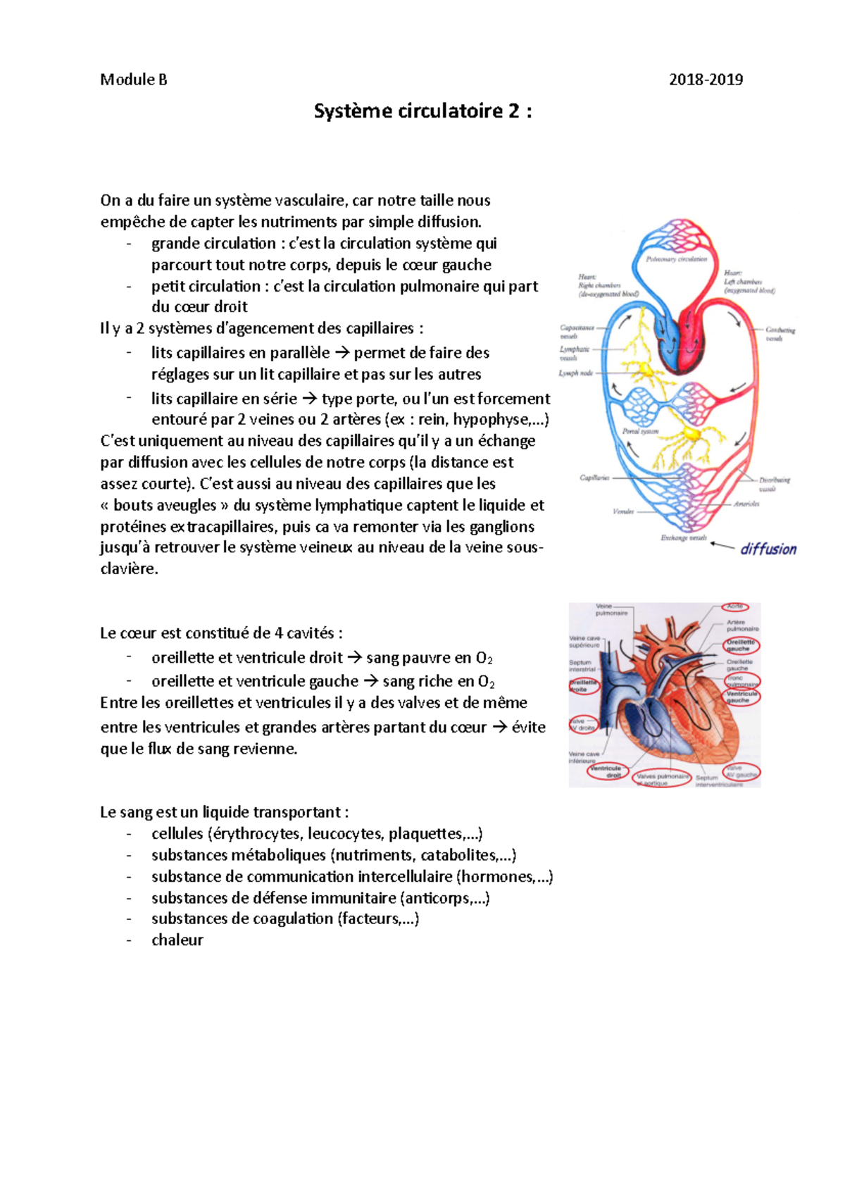 Système circulatoire 2 - Warning: TT: undefined function: 32 Système ...
