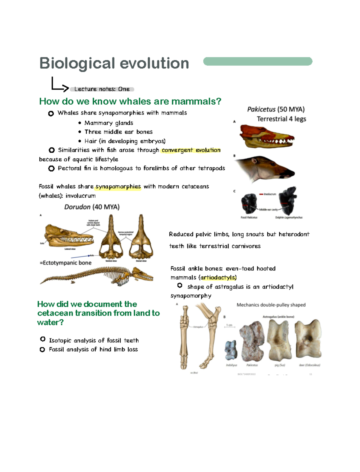 Evolution 1 - Notes - Reduced pelvic limbs, long snouts but heterodont ...