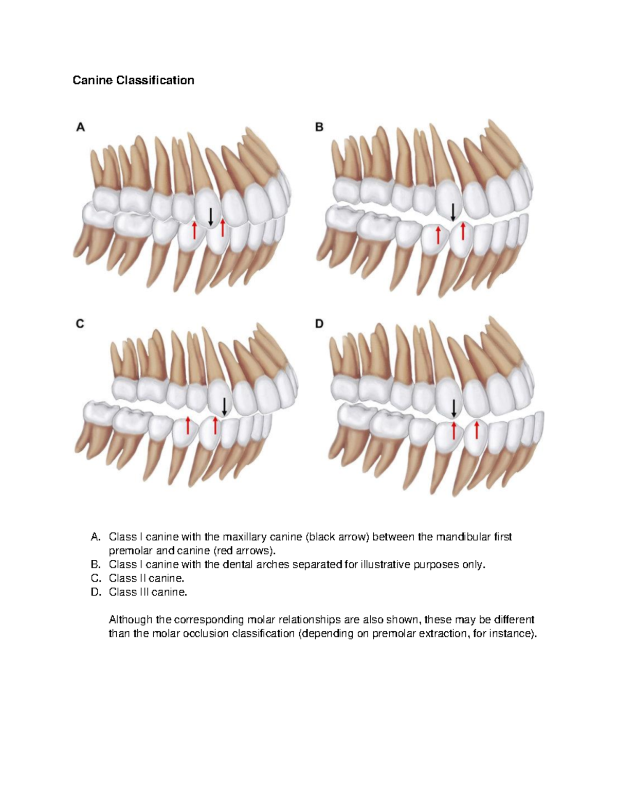 Canine Classification - Class I canine with the maxillary canine (black ...