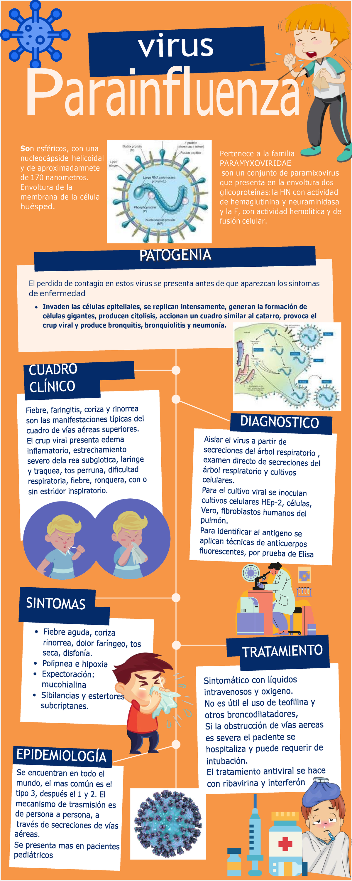 Parainfluenza virus - Parainfluenza So n esféricos, con una ...