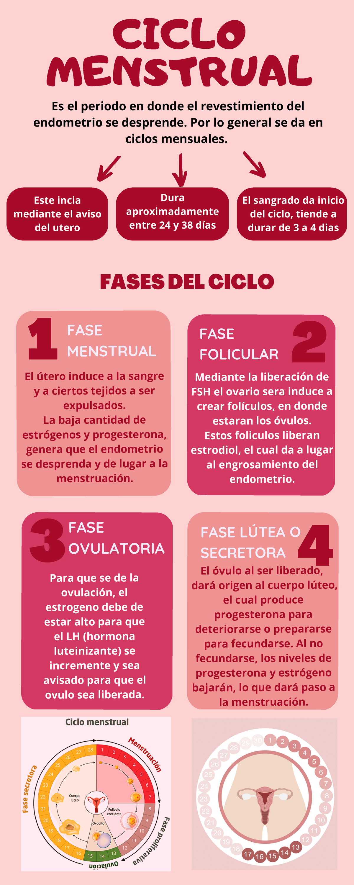 Infografía Ciclo Menstrual - FASE MENSTRUAL El útero induce a la sangre y a ciertos tejidos a ...