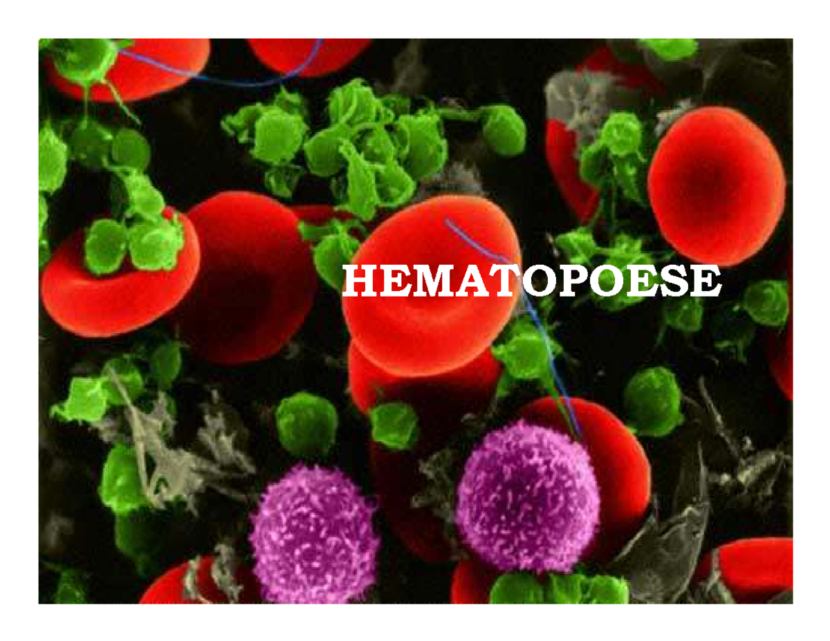 Granulopoese - Aulas Hemato - HEMATOPOESE Classificação dos Leucócitos ...