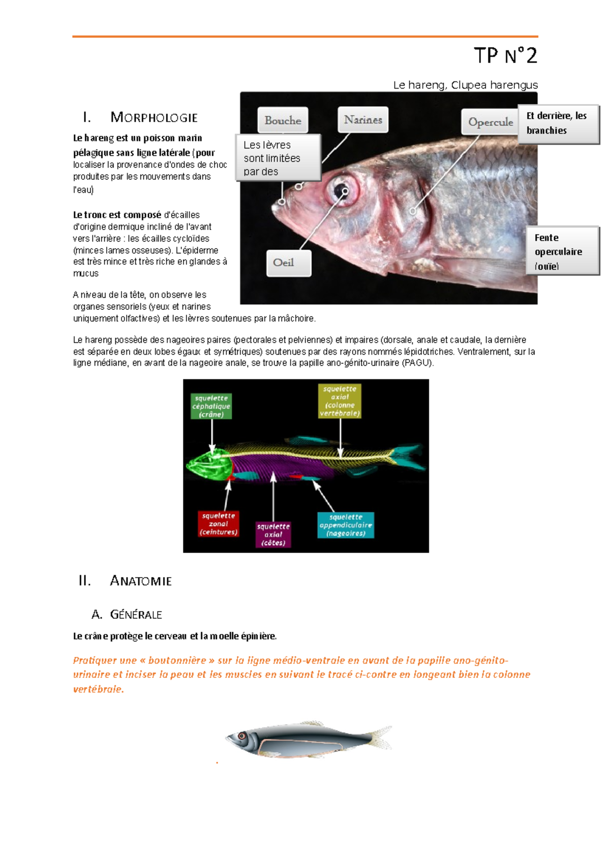 TP 2 - TP n°3 : La dissection du Hareng - Le hareng, Clupea harengus I ...
