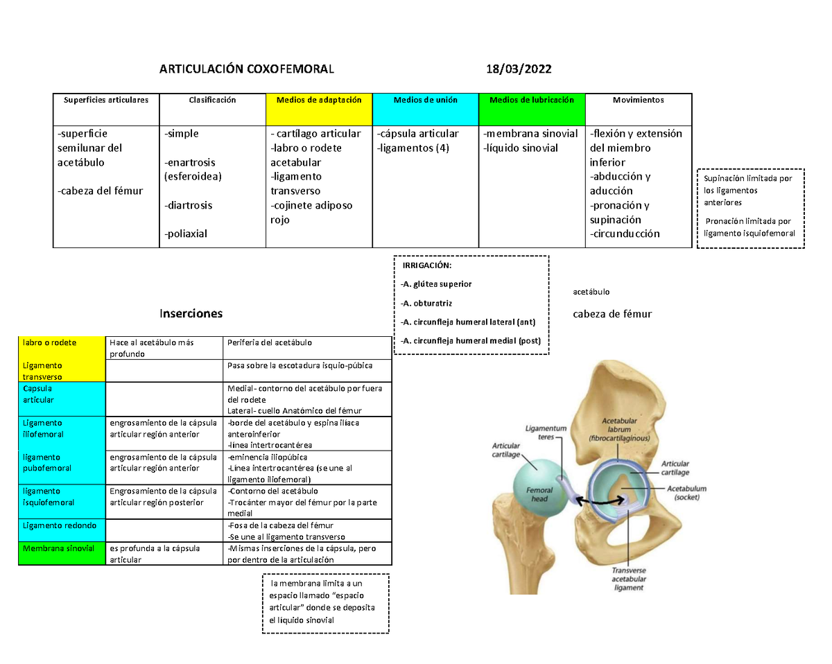 Articulaciónes del miembro inferior - ARTICULACI”N COXOFEMORAL 18/03/ acet·bulo Inserciones ...