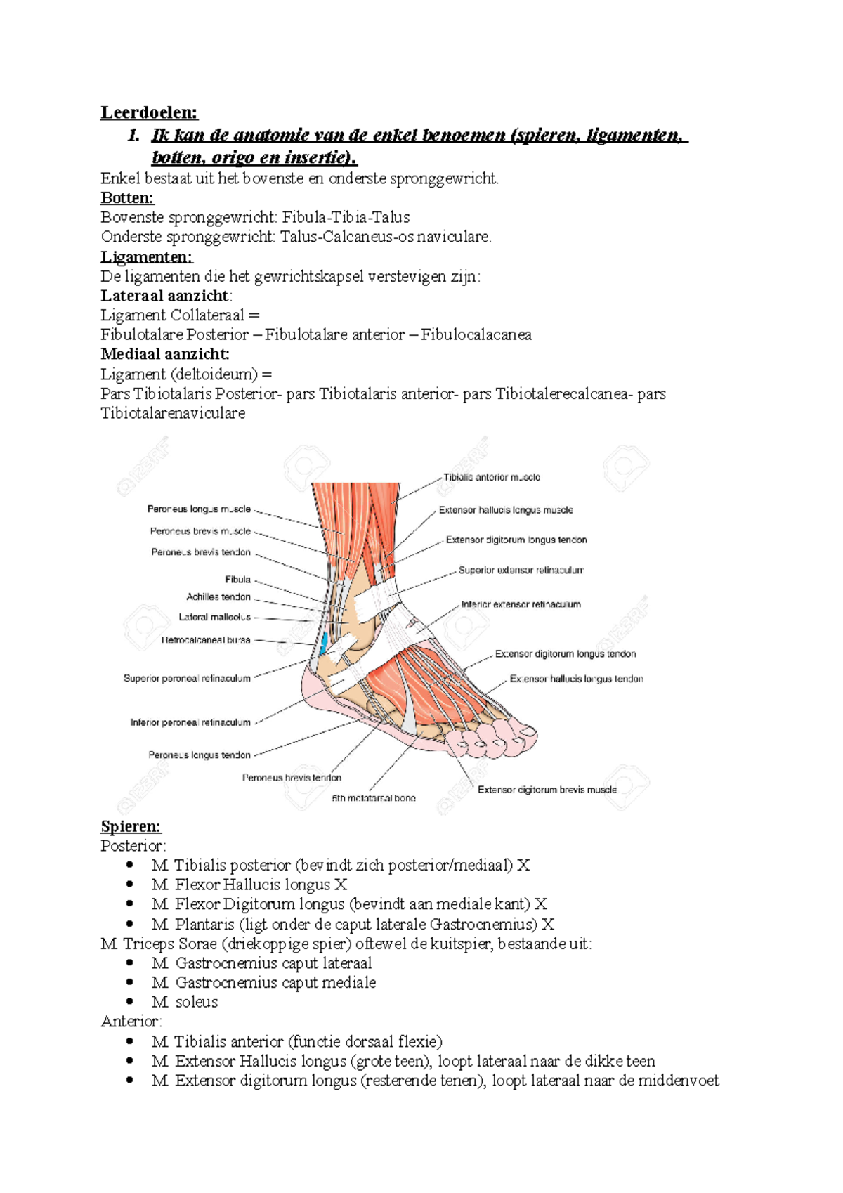 Taak 2 Leerdoelen enkel roy - Leerdoelen: 1. Ik kan de anatomie van de ...