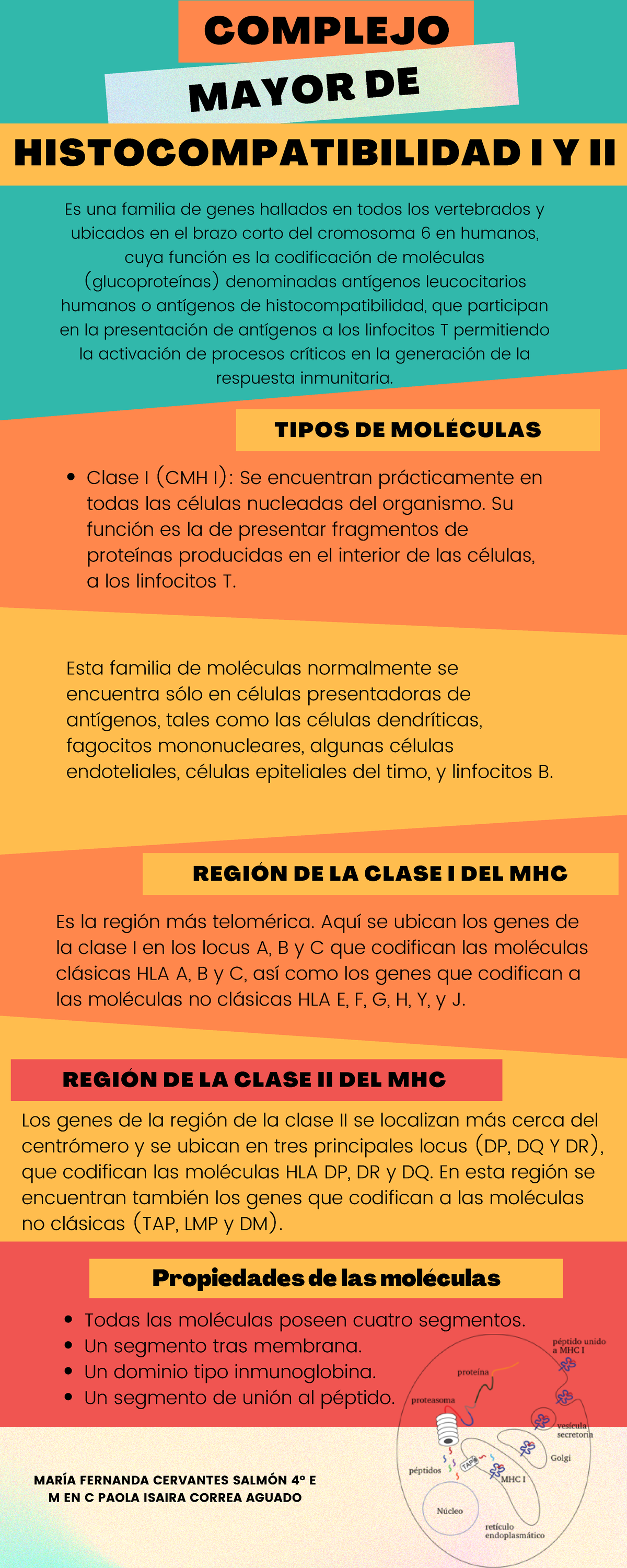 CMH I Y II - Las moléculas del CMH de clase I y II son los antígenos ...