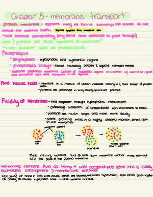 Digestive System Gizmo - Name: Date: 12/5/ Student Exploration ...