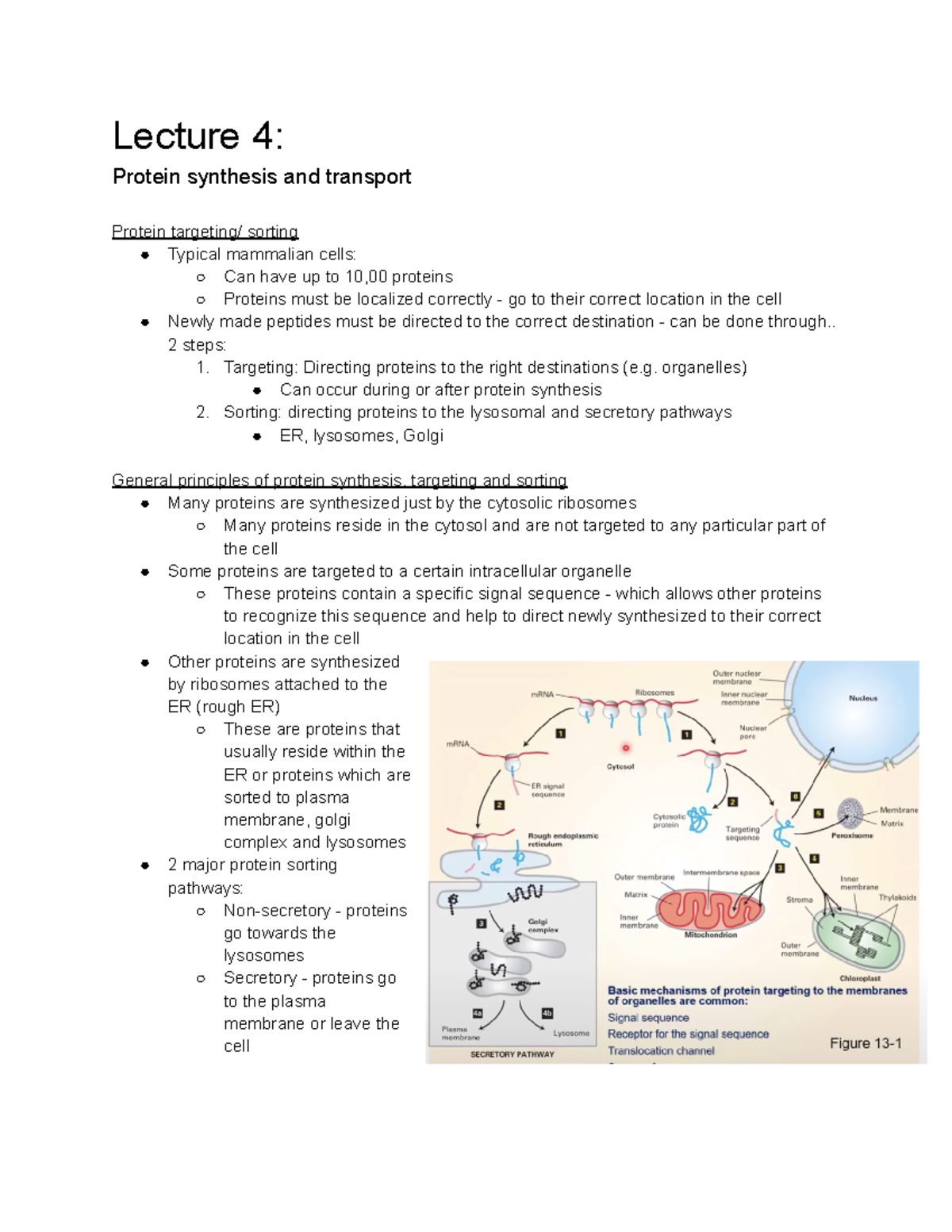 CELL BIO 2382) Week 3 - cell bio notes - Lecture 4: Protein synthesis ...
