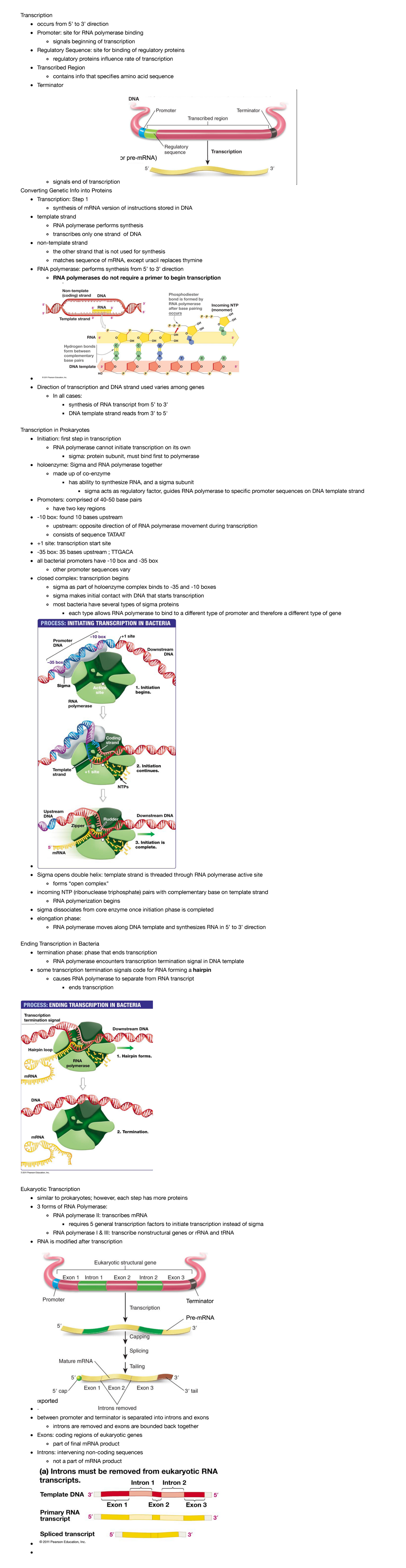 14-10-03-15 -Transcription-RNA Processing - Transcription occurs from 5 ...