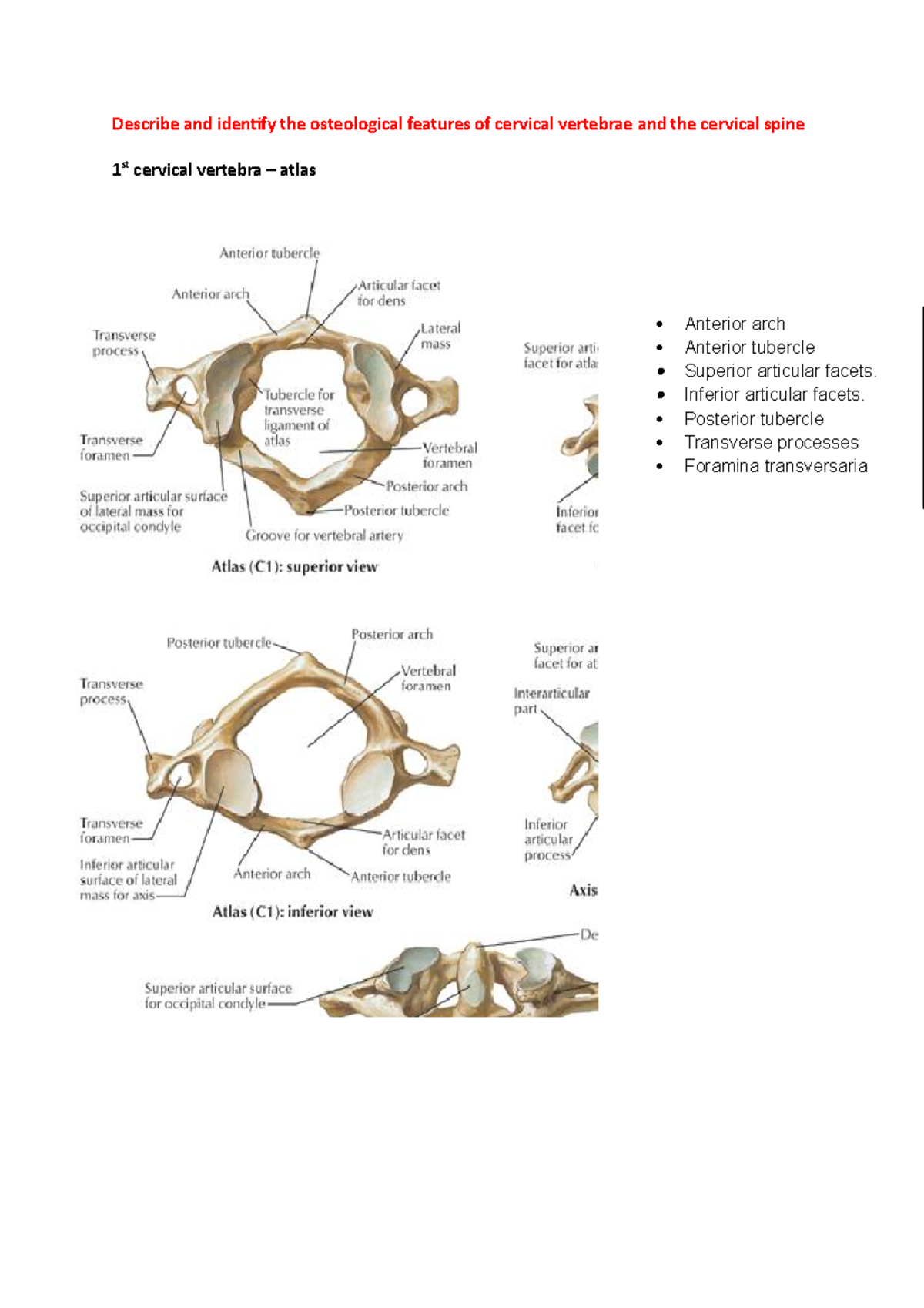 17. The cervical spine and anterior triangle of the neck - Describe and ...