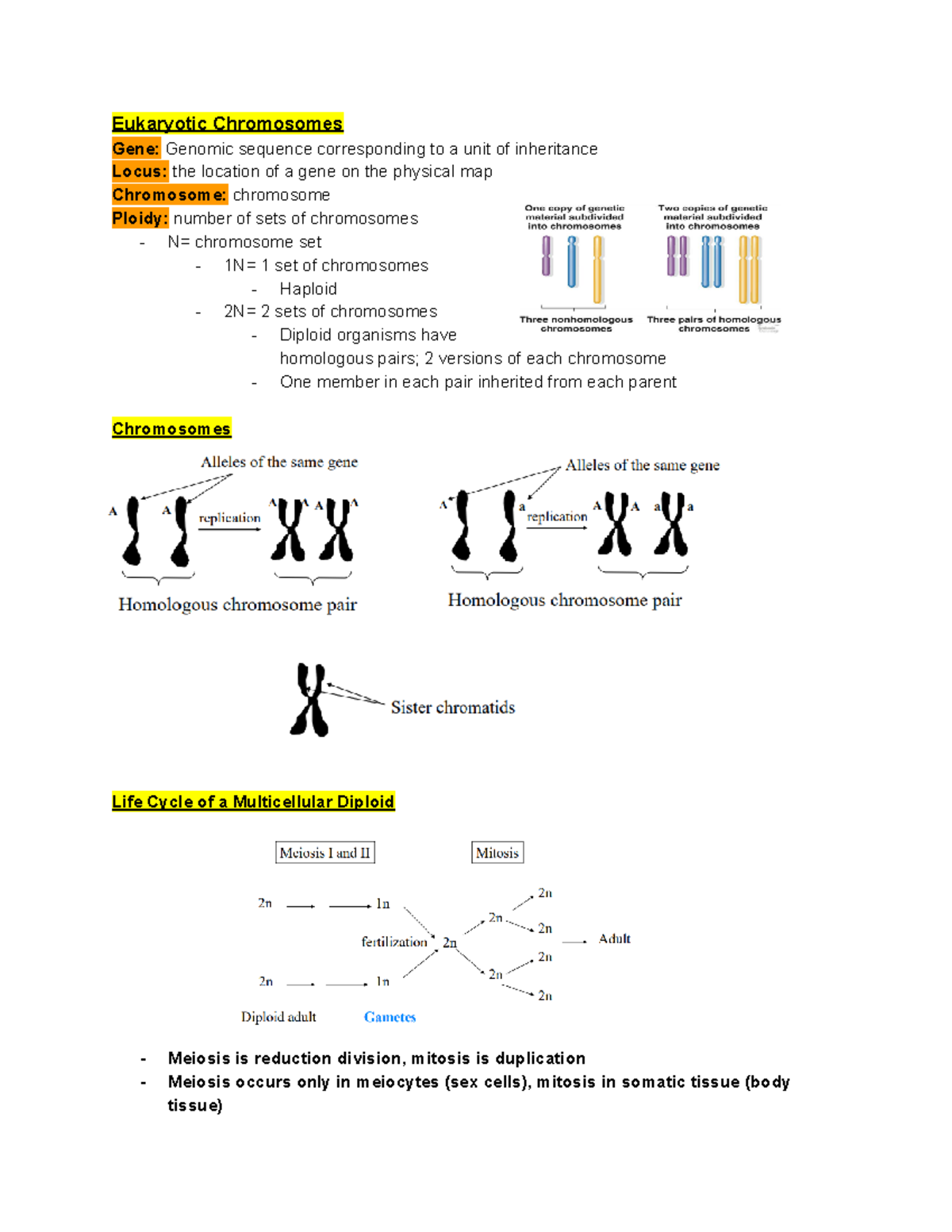 Lec 2 (Mitosis, Meiosis and Life Cycles) Genetics 102 - Eukaryotic ...