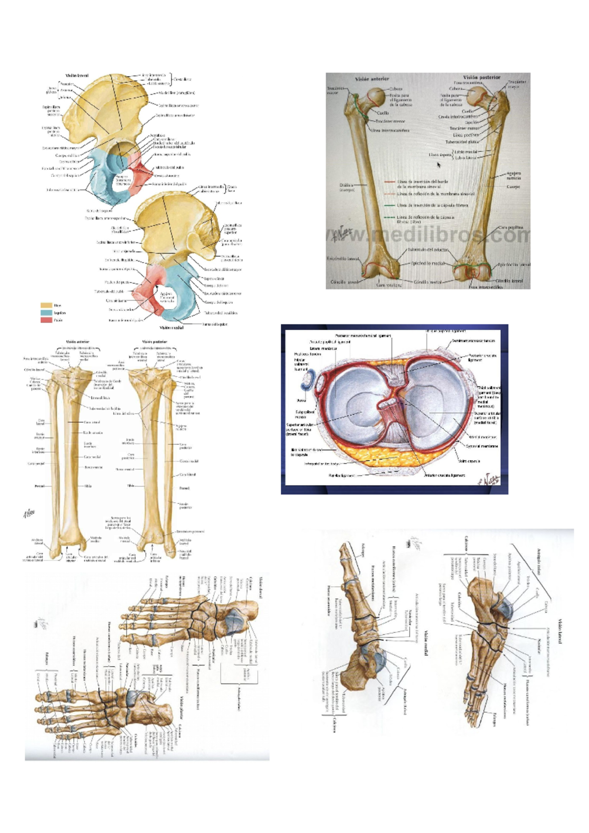 Miembro inferior - resuemen de todo miebro superior - Anatomia - Studocu