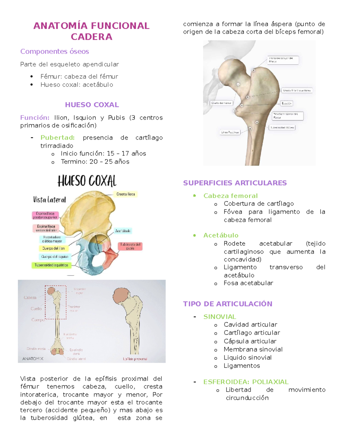 Anatomia funcional cadera - ANATOMÍA FUNCIONAL CADERA Componentes óseos ...