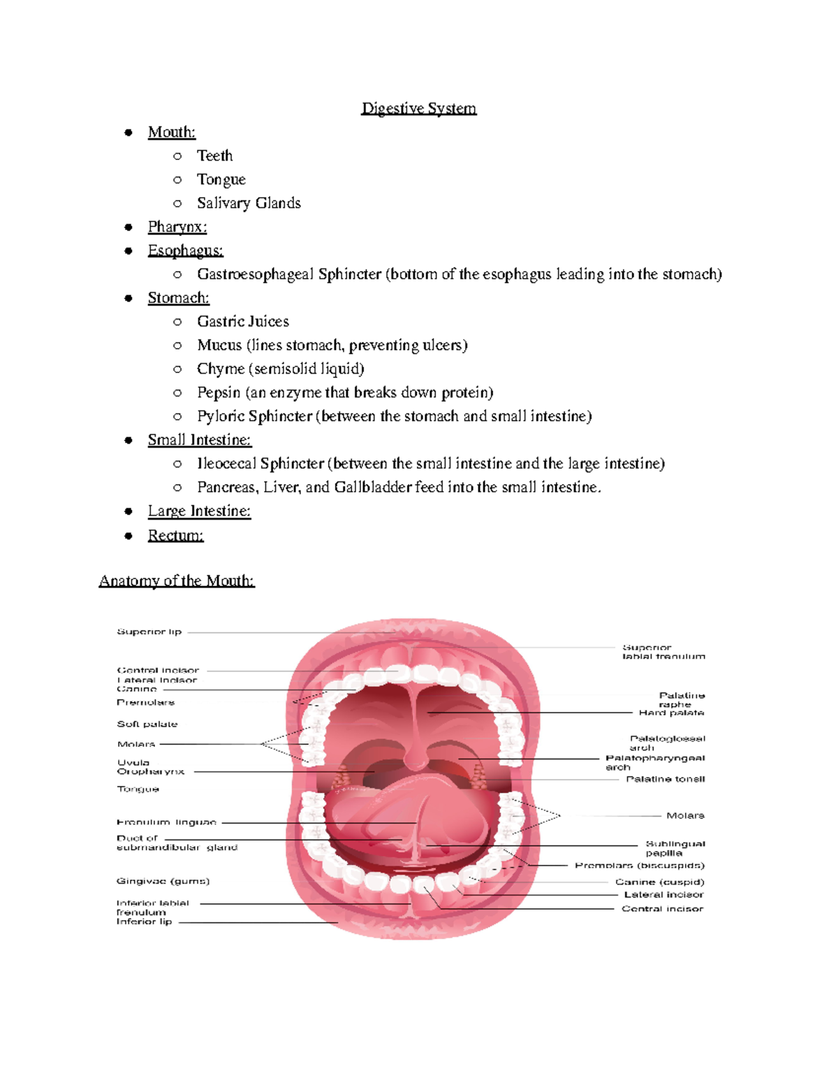 Lesson 6 Unit 2 Digestive System - Digestive System Mouth: Teeth Tongue ...