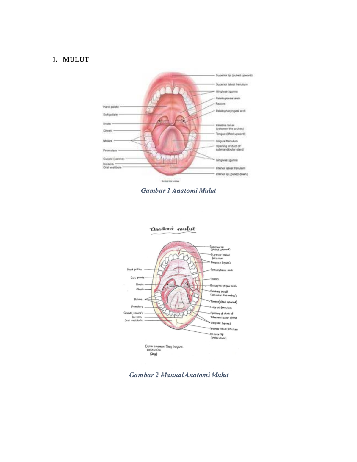 Anatomi dan Fisiologi Digestif - 1. MULUT Gambar 1 Anatomi Mulut Gambar ...
