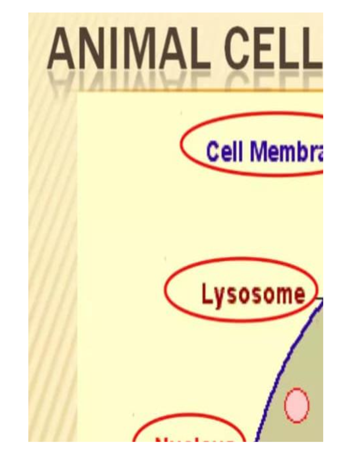 Animal cell - notes - BS Biology - ANIMAL CELL CERO Cell Membra ...