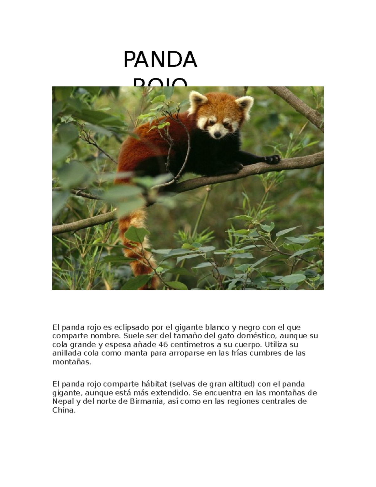 Panda rojo - Características - El panda rojo es eclipsado por el ...