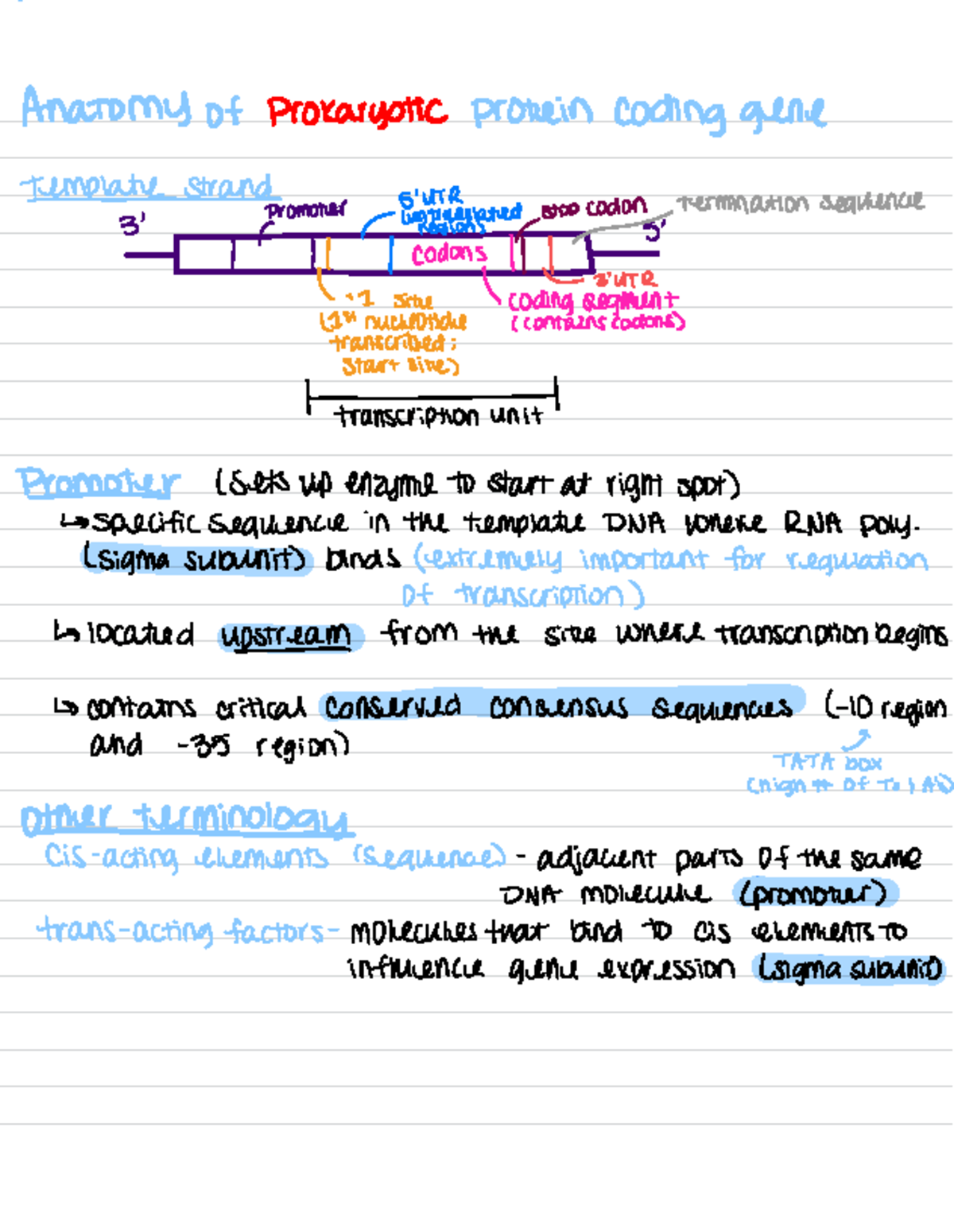 Genetics genetic code - Anatomy of prokaryotic protein coding gene ...