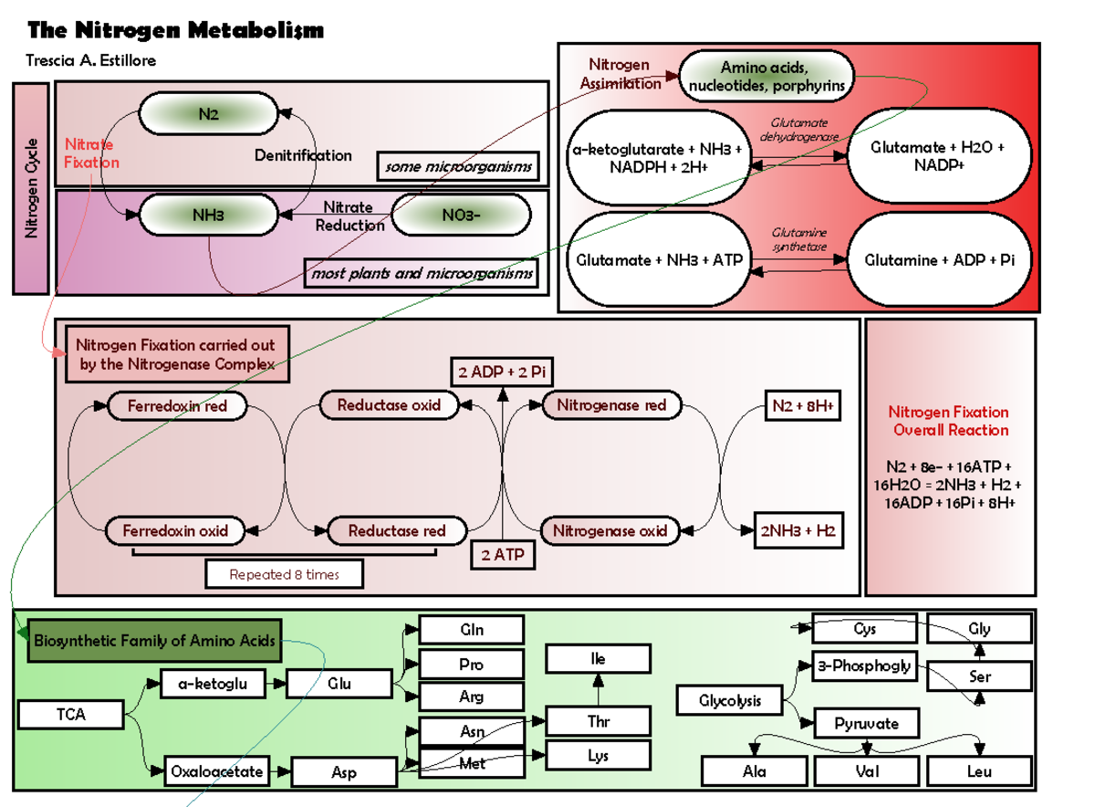Nitrogen Metabolism - Glutamate dehydrogenase Glutamine synthetase The ...
