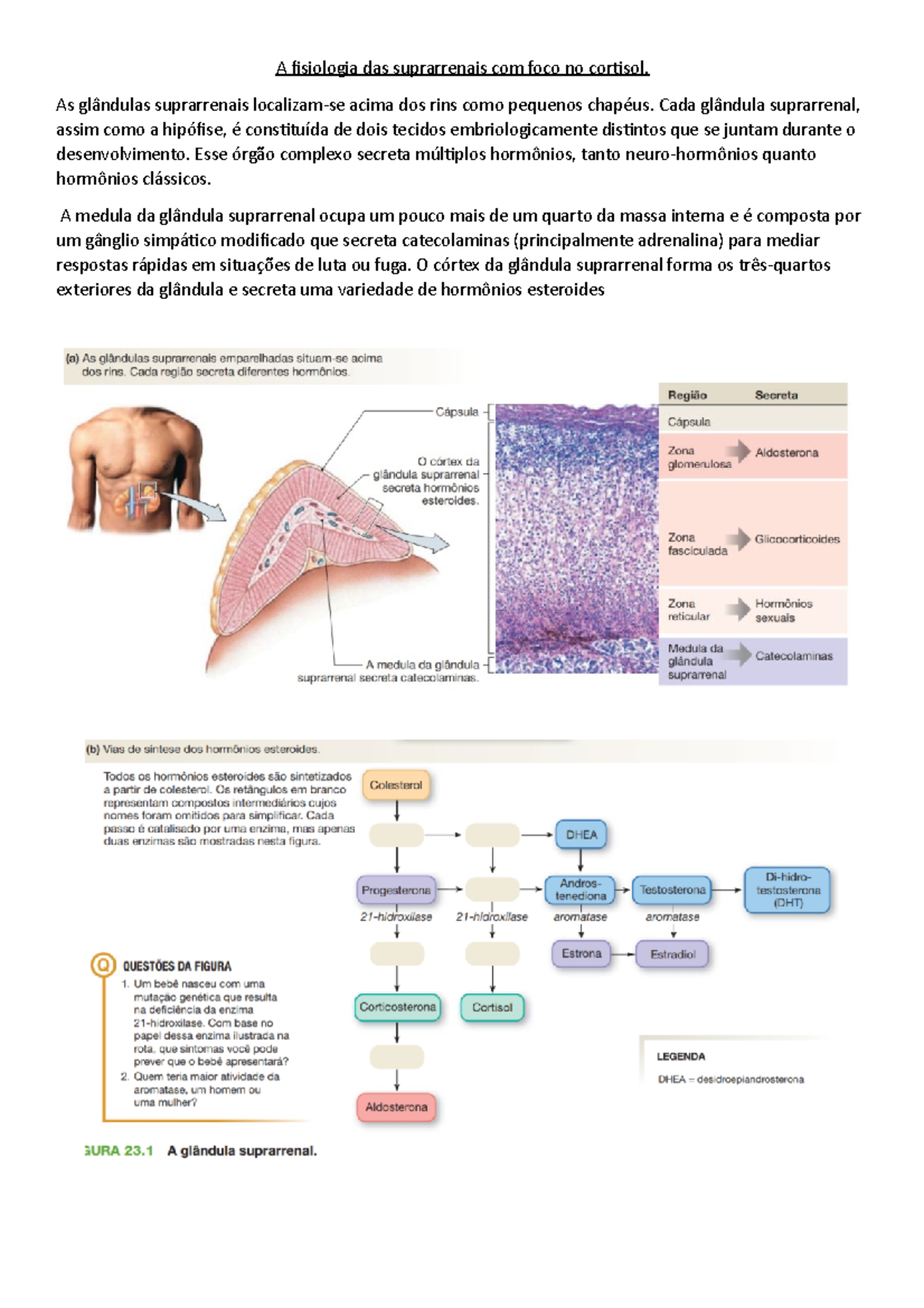 Fisiologia das suprarrenais - As glândulas suprarrenais localizam-se ...