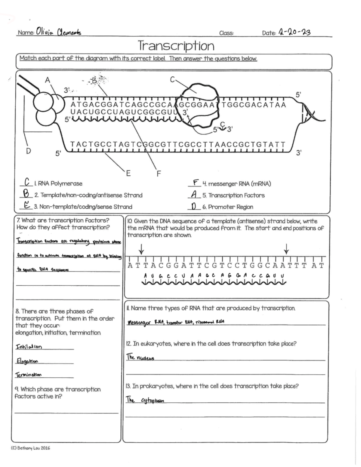 Transcription and Translation - Studocu