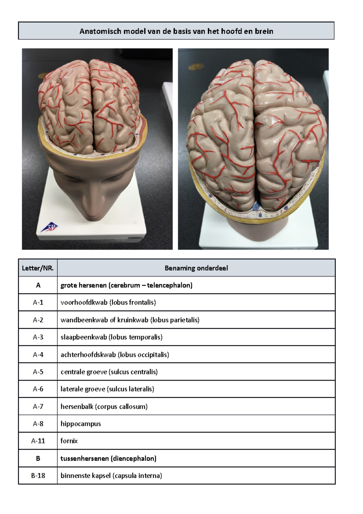 Anatomisch model van de basis van het hoofd en brein - antwoordblad ...