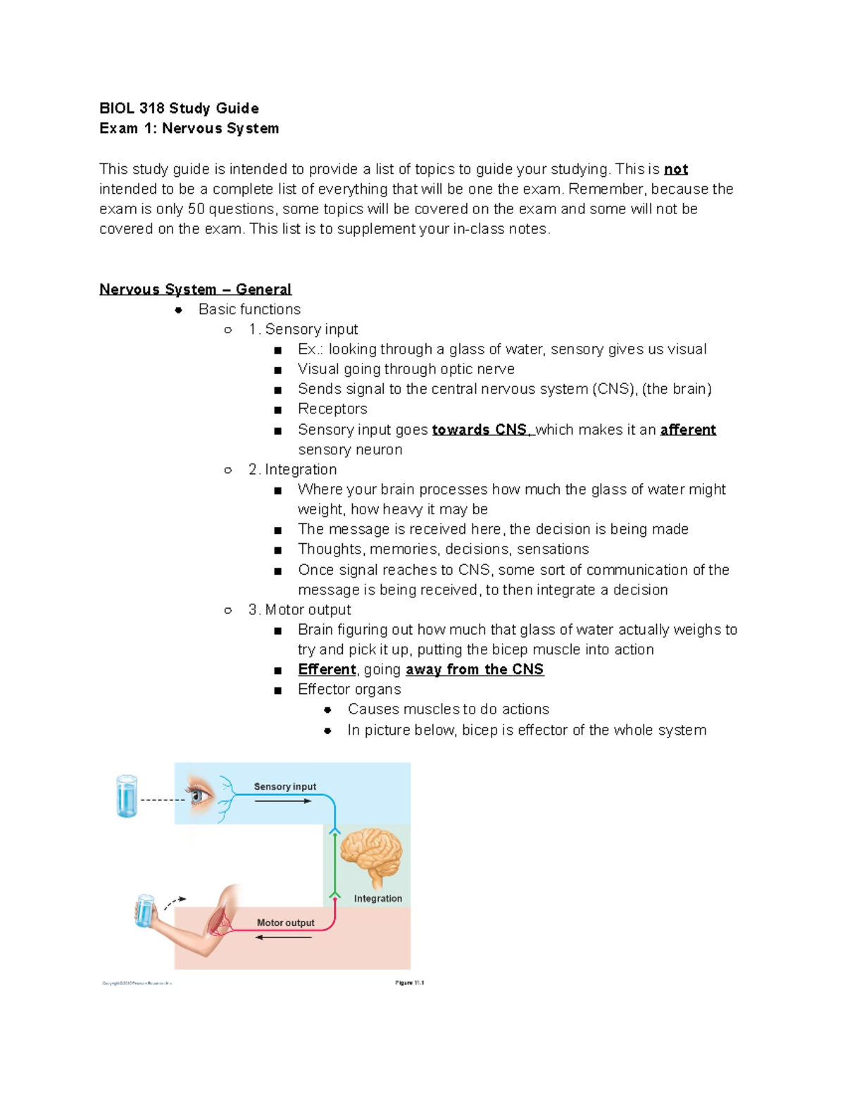 BIOL Study Guide - BIOL 318 Study Guide Exam 1: Nervous System This ...
