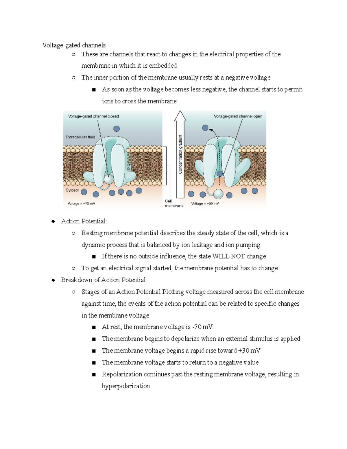Action Potential and Brain Anatomy - Voltage-gated channels These are ...