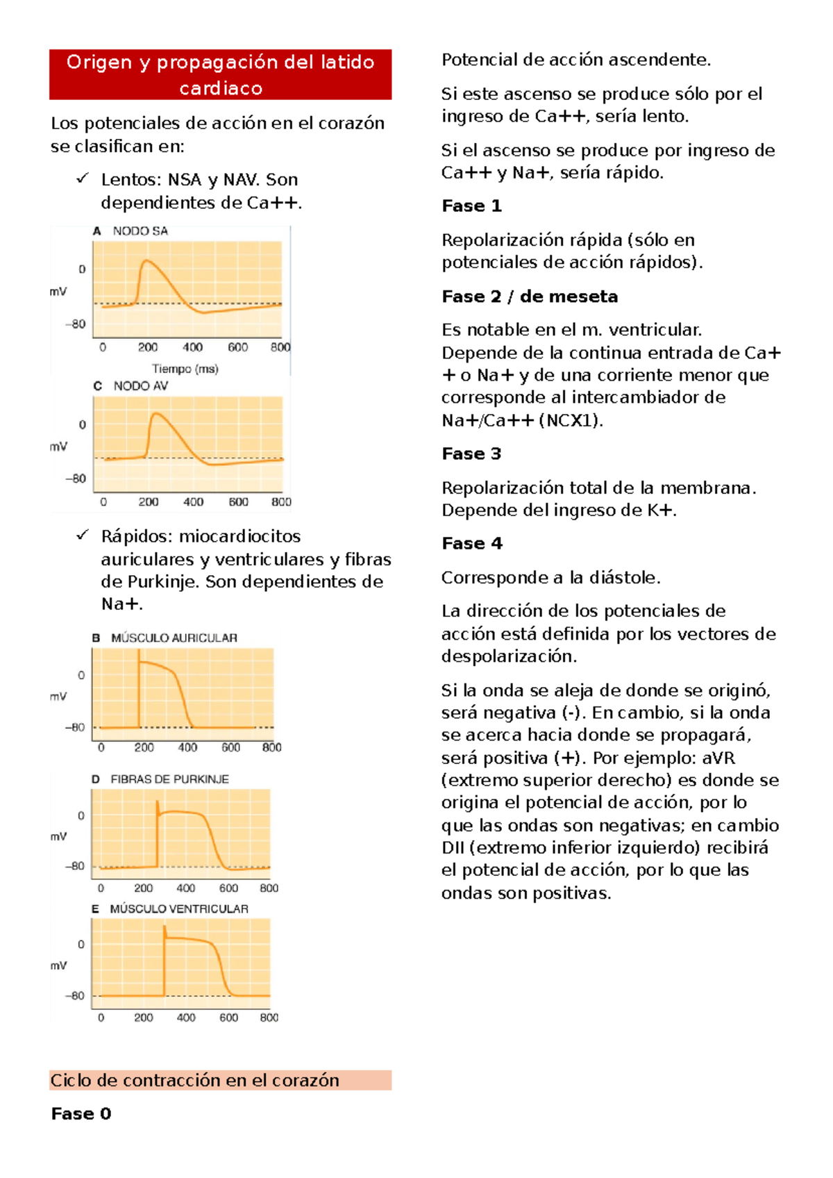 Origen y propagación del latido cardiaco - Origen y propagación del ...