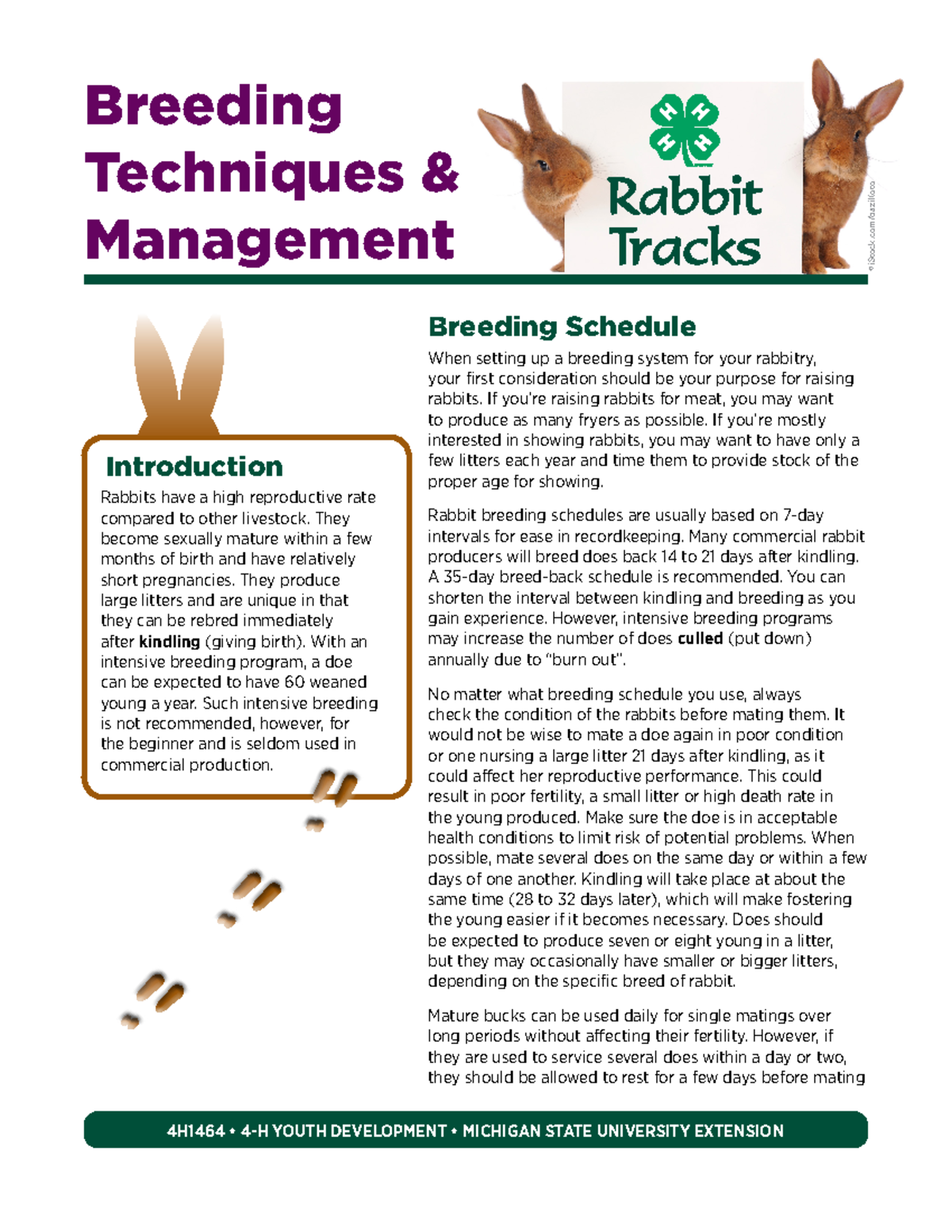 4H1464 4-H Rabbit Tracks Breeding Techniques - ©iStock/bazilfoto ...