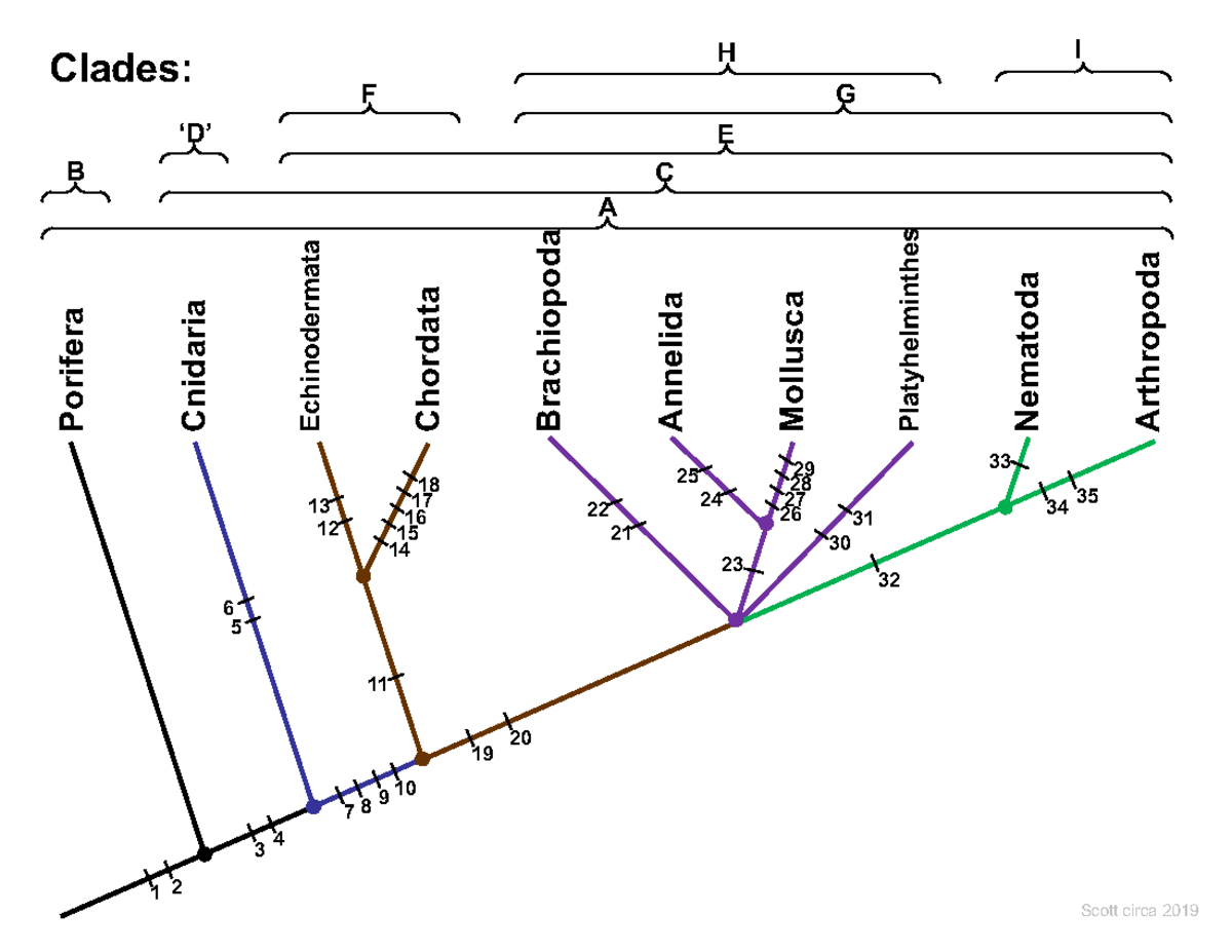 Animal Phylogeny worksheet 2019 - I H Clades: F G ‘D’ E B C 13 12 25 18 ...