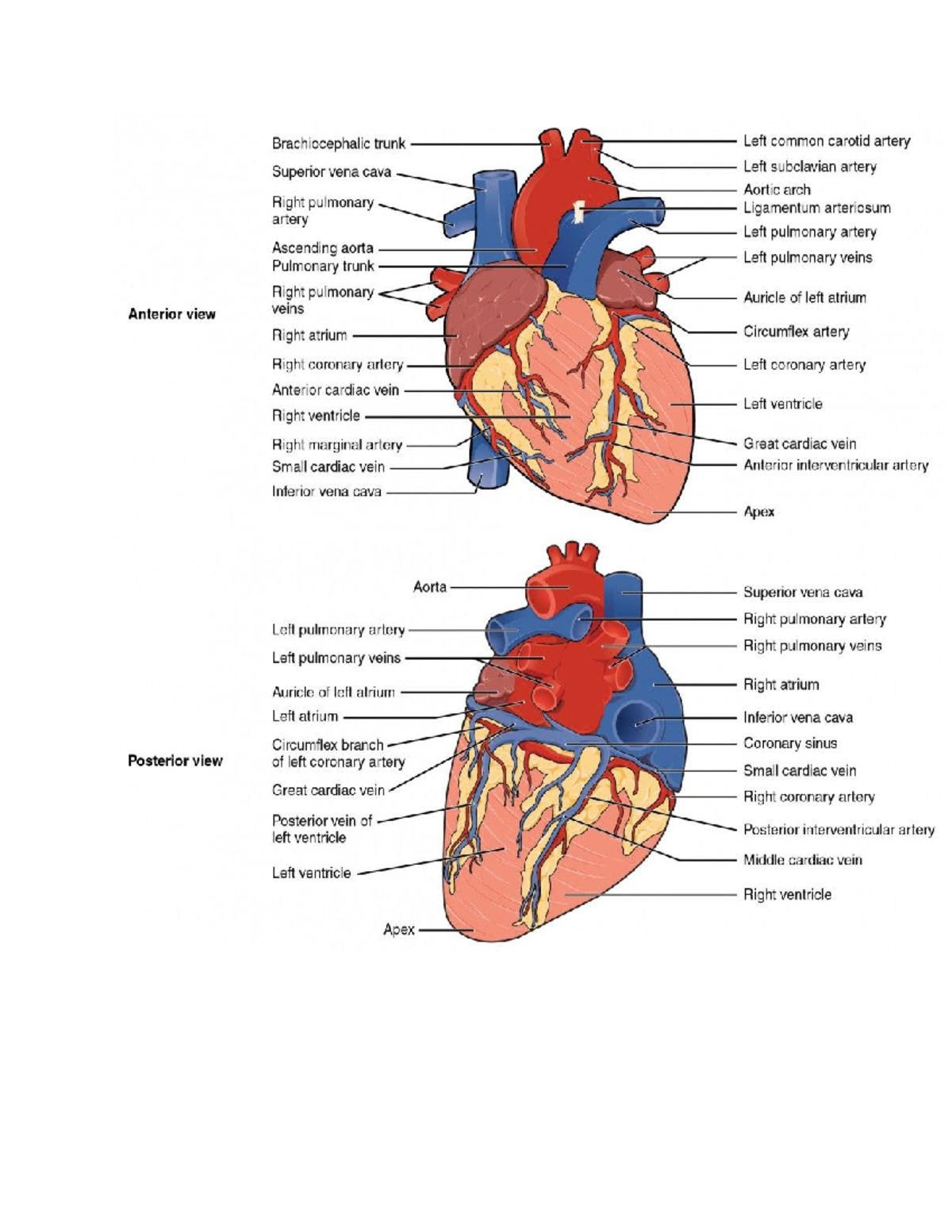 The heart - Lecture notes 1, 3,4 - Biology 2382B - Studocu