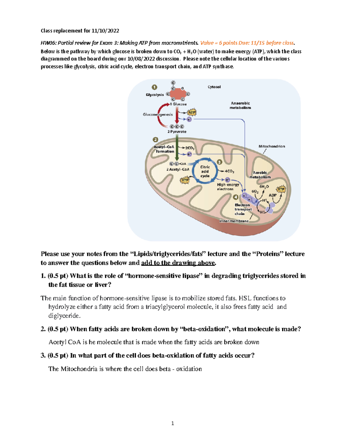 making+ATP+from+macronutrients - Class replacement for 11/10/ HW06 ...