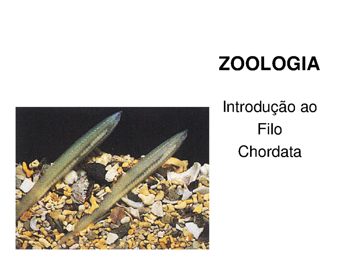 Chordata Unesp Material Extra - ZOOLOGIA Introdução ao Filo Chordata ...