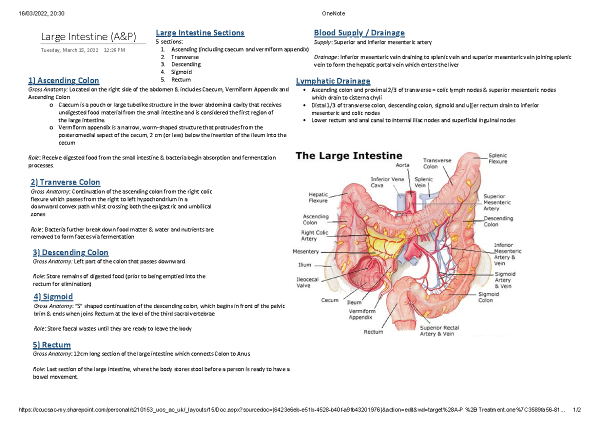 Large Intestine - IHRTHR101 - Studocu