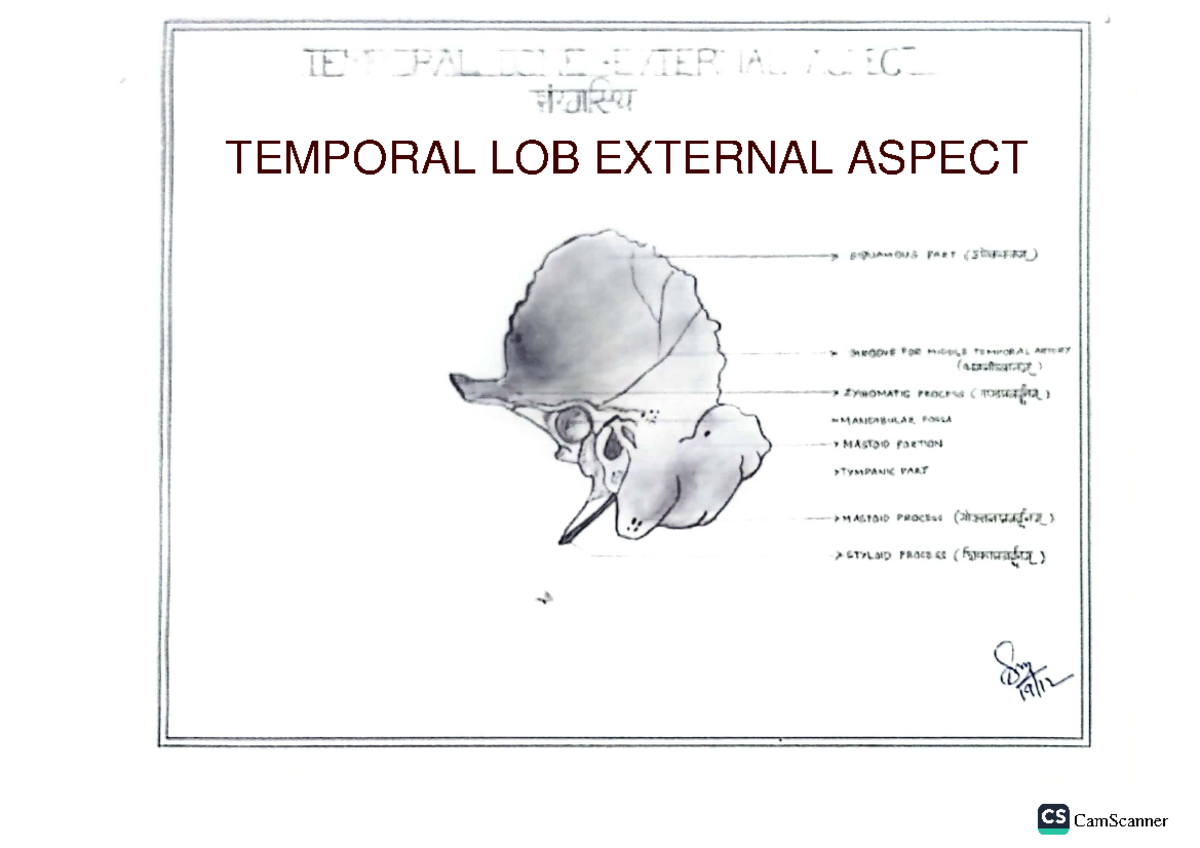 Cranial Bones Diagram - IE IAL. inte FRAIRST TEMPORAL LOB EXTERNAL ...