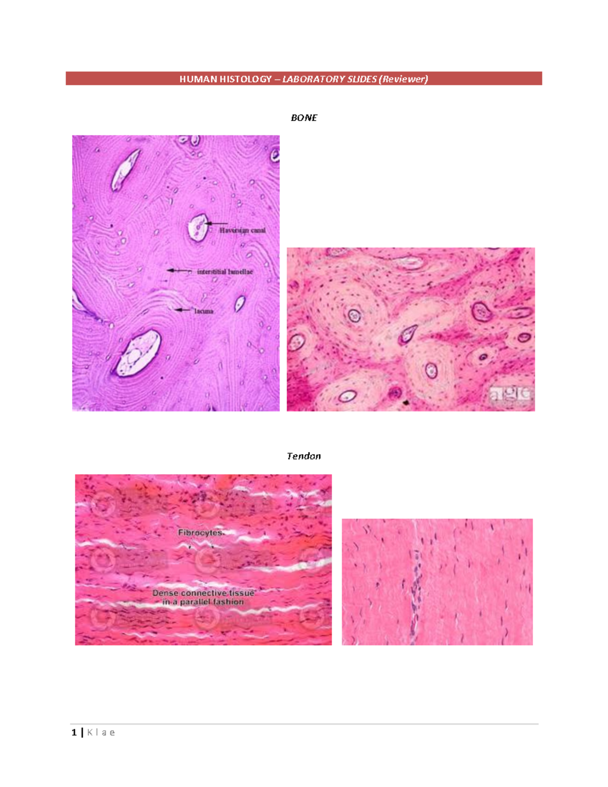 Laboratory- Slides - BS Medical Technology - HUMAN HISTOLOGY ...