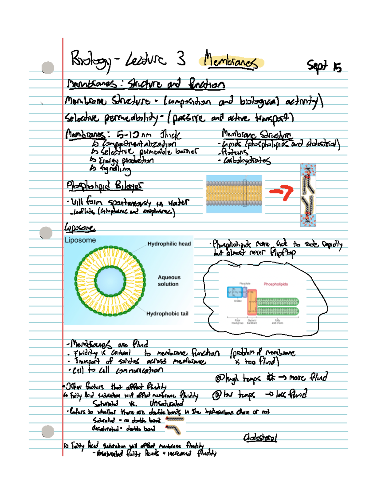 Membranes- Bio Lecture 3 - Biology Lecture 3 ####### Sept 15 É iim selective permeability ...
