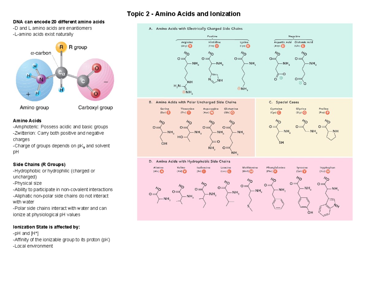 Biochem Cheat Sheet 2 - Topic 2 - Amino Acids and Ionization DNA can ...