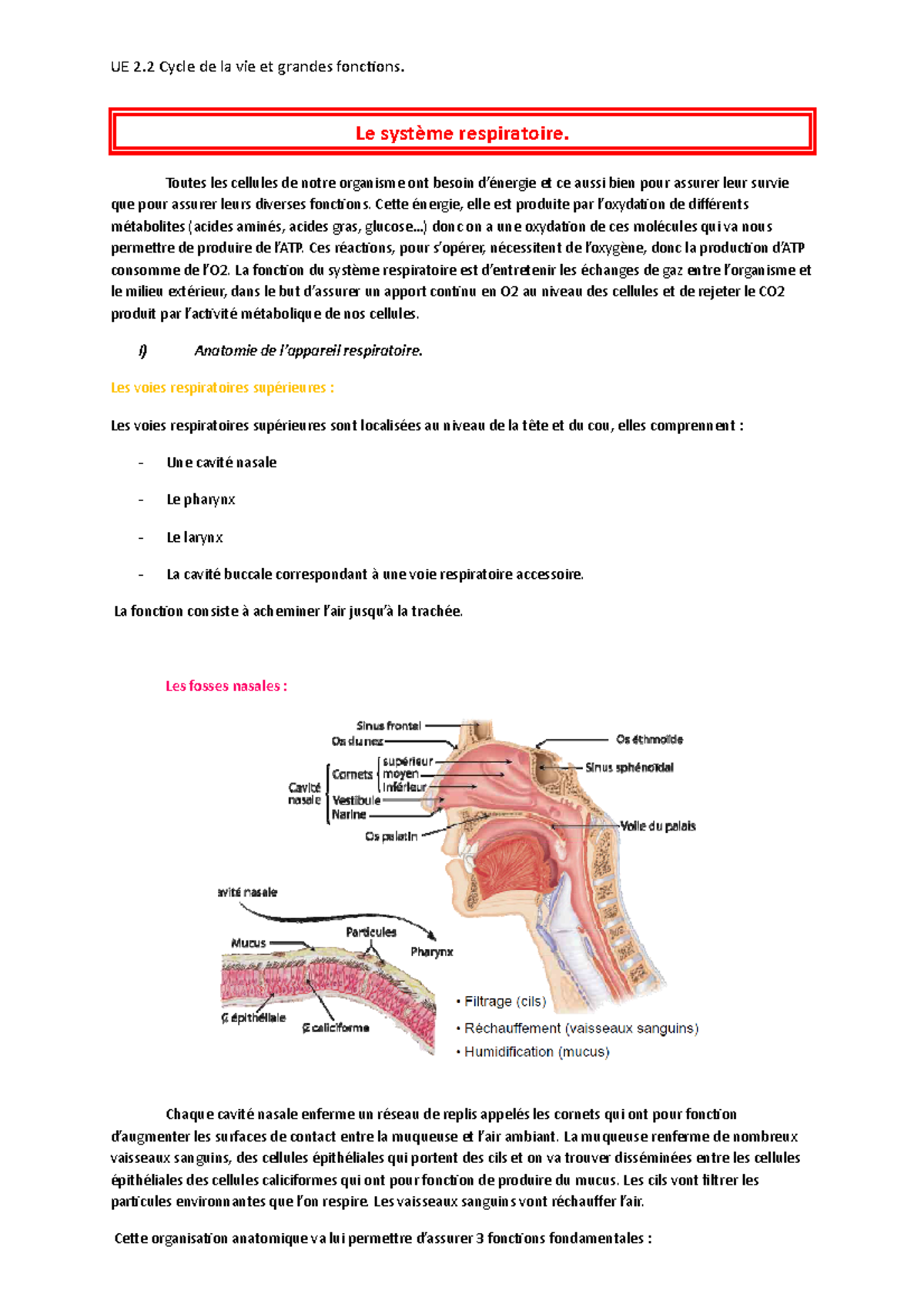Le système respiratoire - Toutes les cellules de notre organisme ont ...