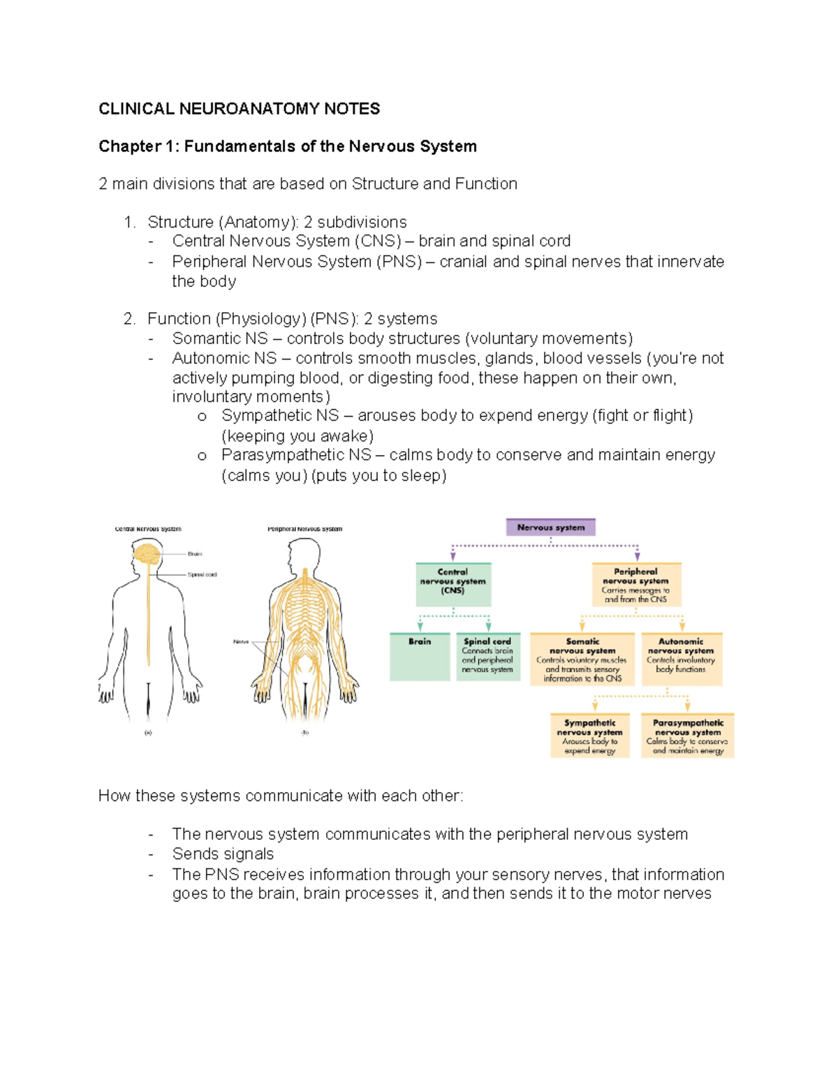 Neuroanatomy Notes - CLINICAL NEUROANATOMY NOTES Chapter 1 ...