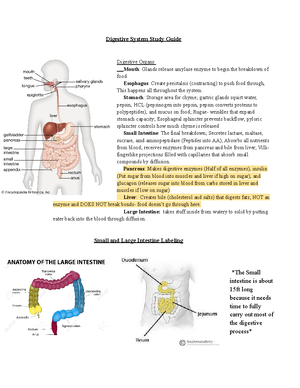 Lab Practical #1 Study Guide - Lecture Practical #1 Study Guide Anatomy ...