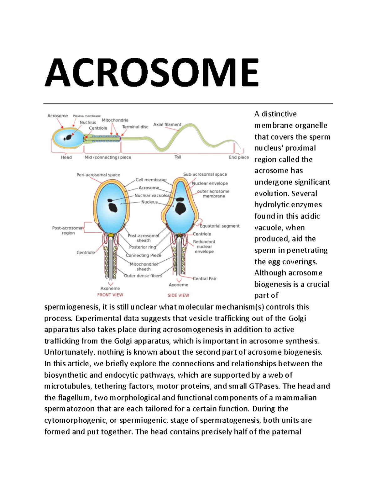 Acrosome - ACROSOME A distinctive membrane organelle that covers the ...