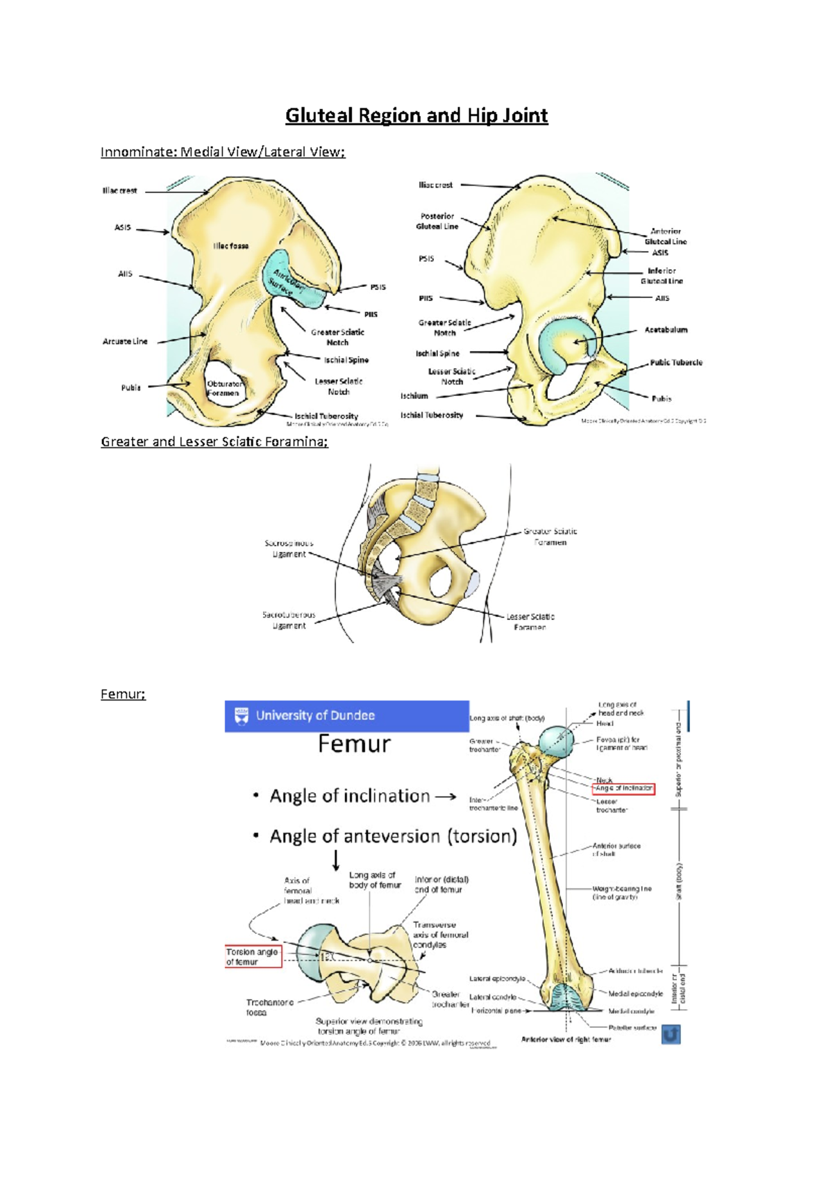 Gluteal Region - I - Greater Trochanter of femur (superior border ...