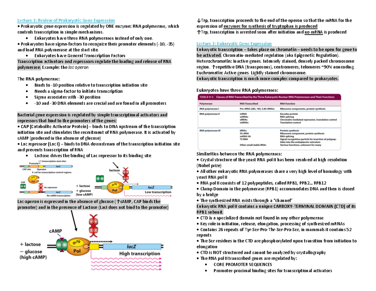 MCB2050 Midterm Summary Notes - Lecture 1: Review of Prokaryotic Gene ...