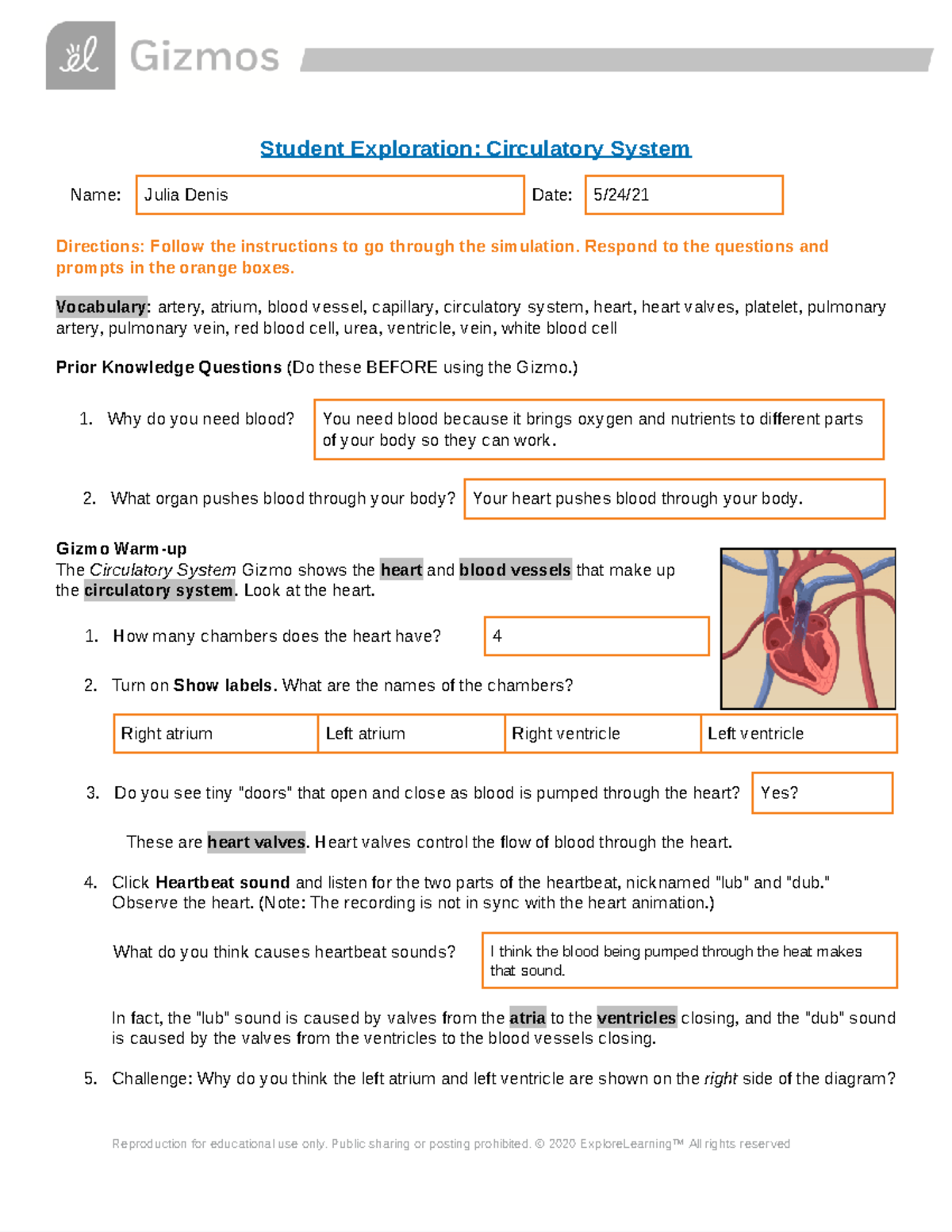 Answers To Gizmo Circulatory System Student Exploration Circulatory