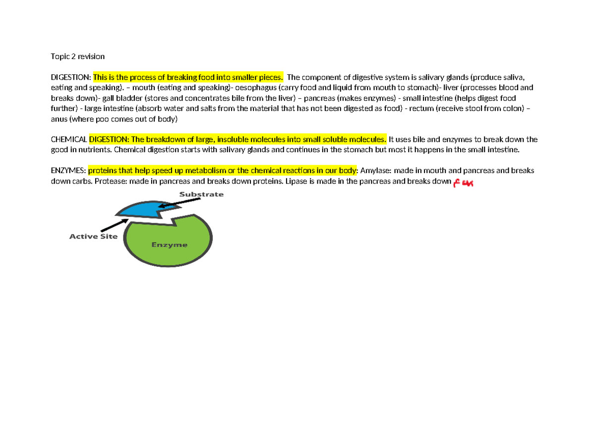 Topic 2 revision biology - Topic 2 revision DIGESTION: This is the ...